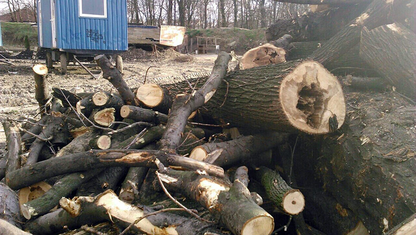 Seča trulih stabala u studentskom parku (FOTO) - Telegraf.rs