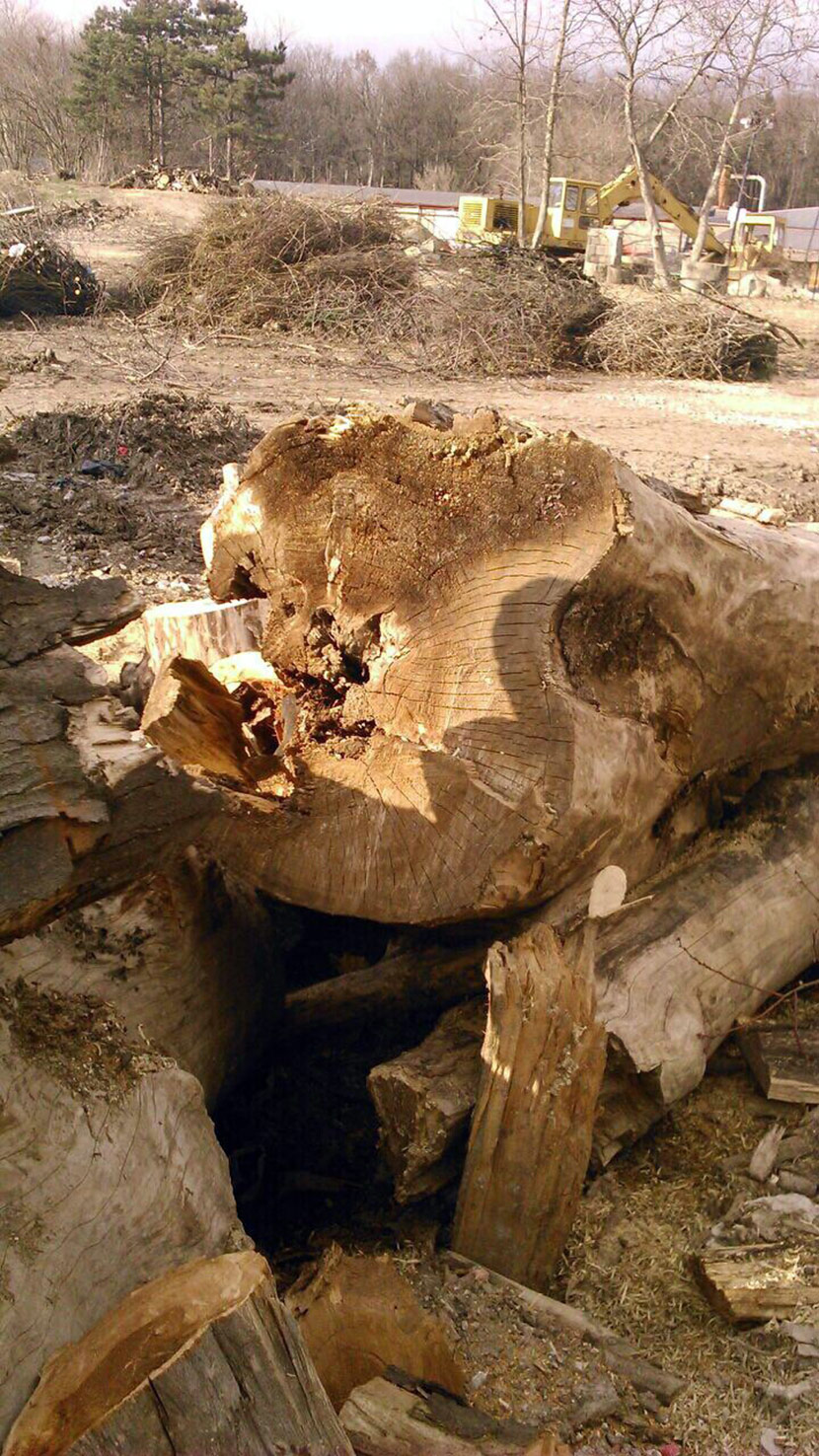 3 činjenice o "velikoj seči" na Košutnjaku: Nedeljama traje drama zbog ...