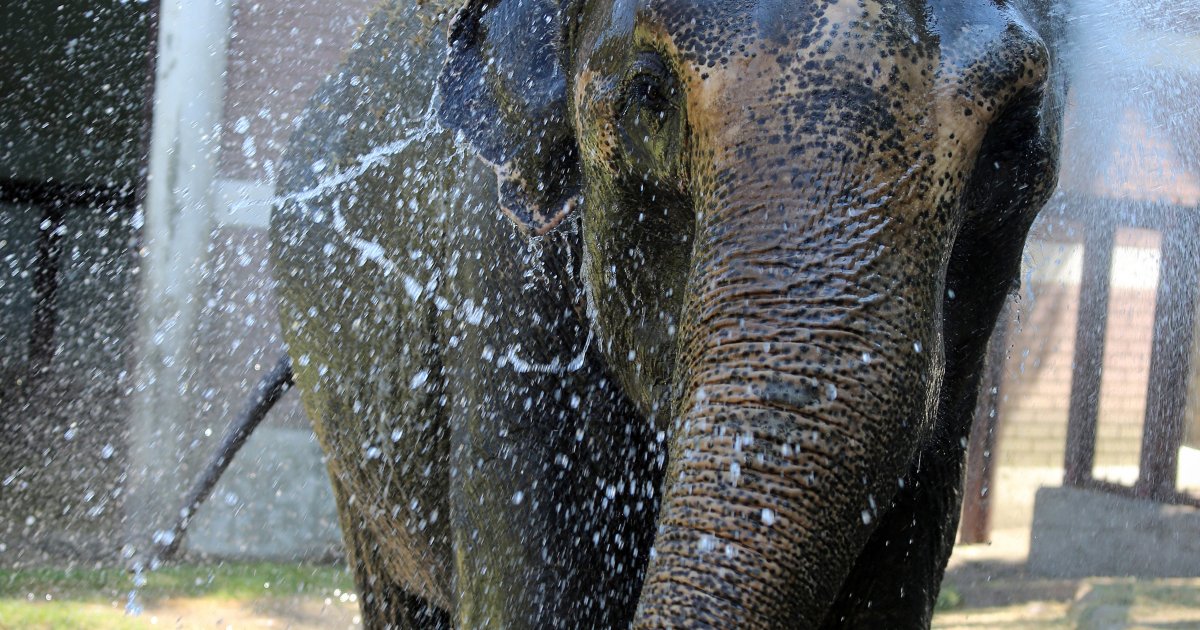 Gde se sada nalazi slonica Tvigi - Telegraf.rs