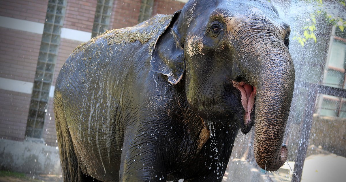 Slonica Tvigi u Prirodnjačkom muzeju - Telegraf.rs