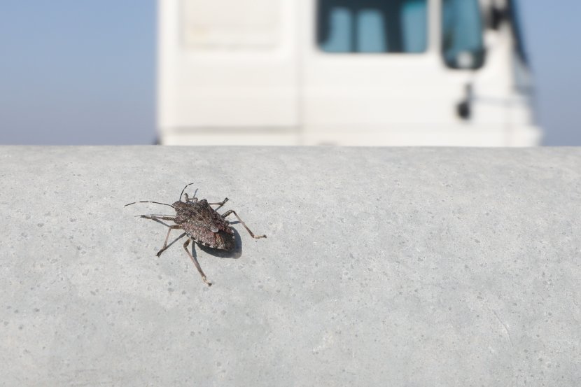 Kreće najezda smrdibuba, u Beogradu su se već pojavile: Ne ujedaju, ali ...