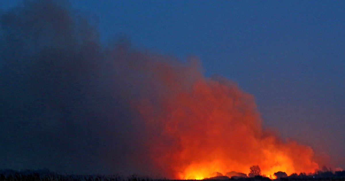 Gorelo žito kod Šida: Nije poznato da li je razlog visoka temperatura ili ljudski faktor - Vesti ...