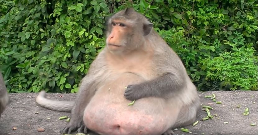 Debeli majmun sa Tajlanda je verovatno mrtav: Nestao je iz kampa za ...