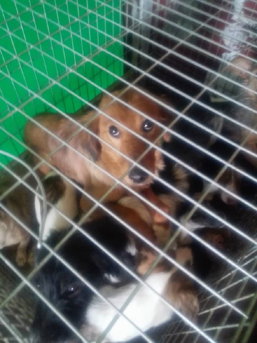 Jagodinka, jedno mesto, 50 pasa i strašan smrad: Pate i ljudi i ...