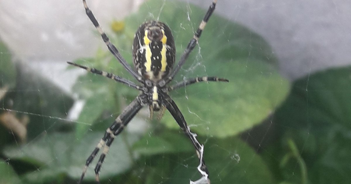 Pauk-osa uslikan na dva mesta u Srbiji: Svojoj žrtvi prvo ubrizga otrov ...