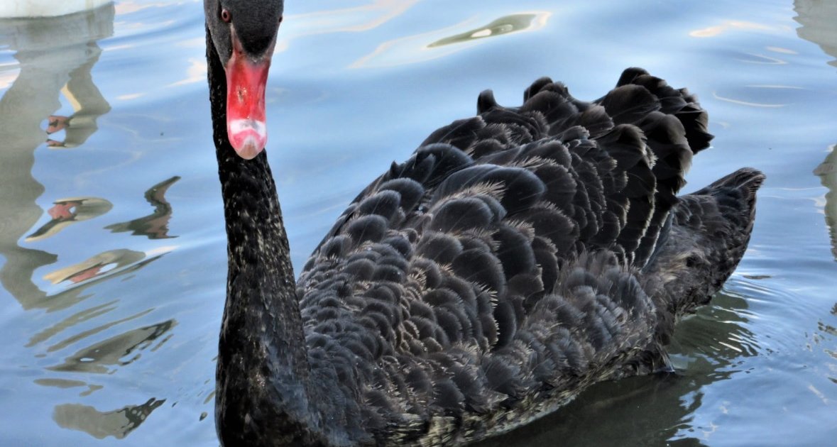 Crni labud atrakcija na Zemunskom keju: Potiče iz Australije, niko ne ...