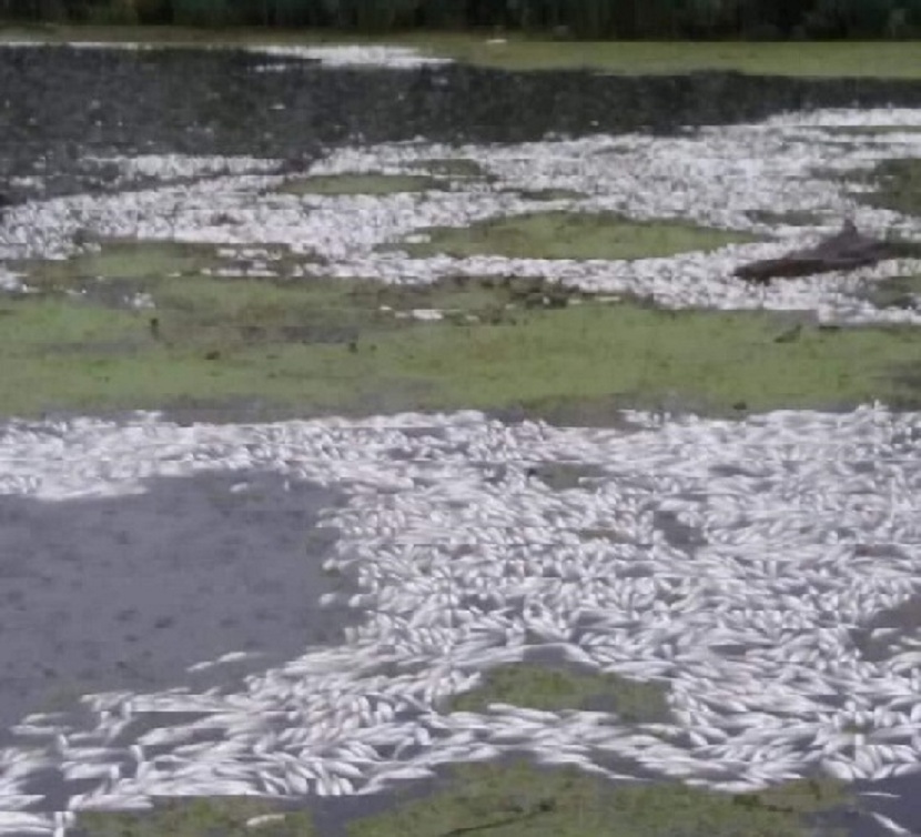 Užas na Dunavu kod Srebrnog jezera: Strujom ubili dve tone ribe, sve ...