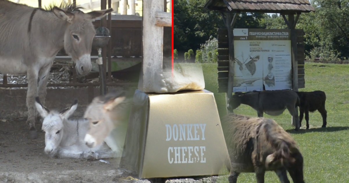 Most expensive cheese is Serbian! Donkey milk cheese costs 1,000 euros ...