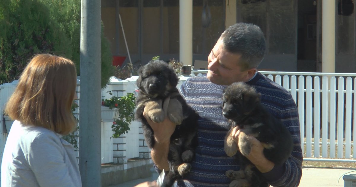 U ovom selu odgajaju se savršeni nemački ovčari, čak i Nemci dolaze po ...
