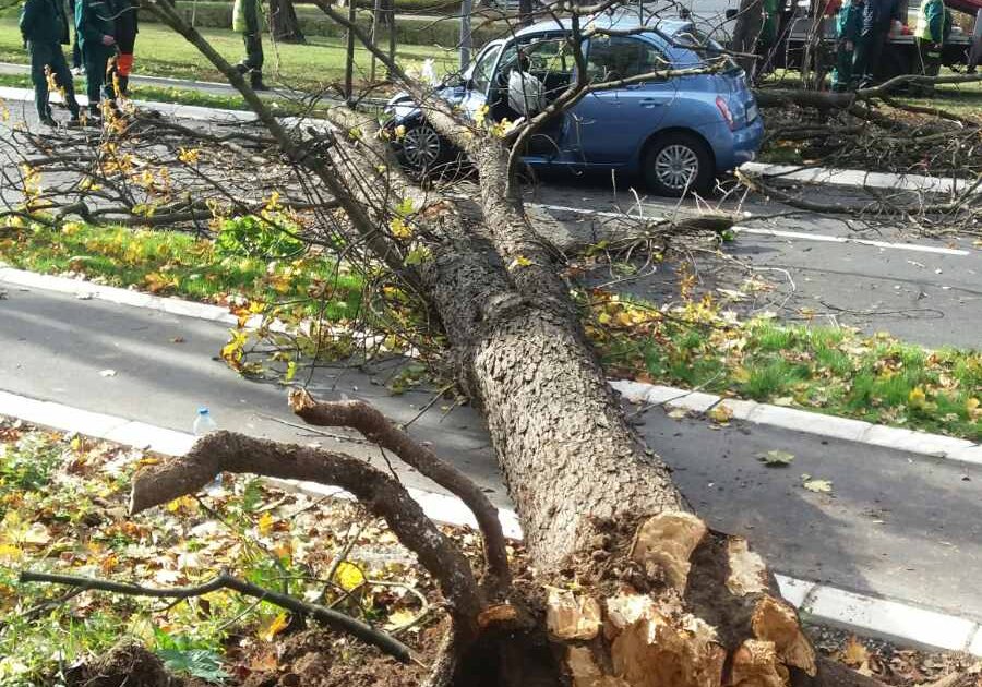Wind wreaks havoc in Belgrade, knocks down trees: Here's what to do if ...