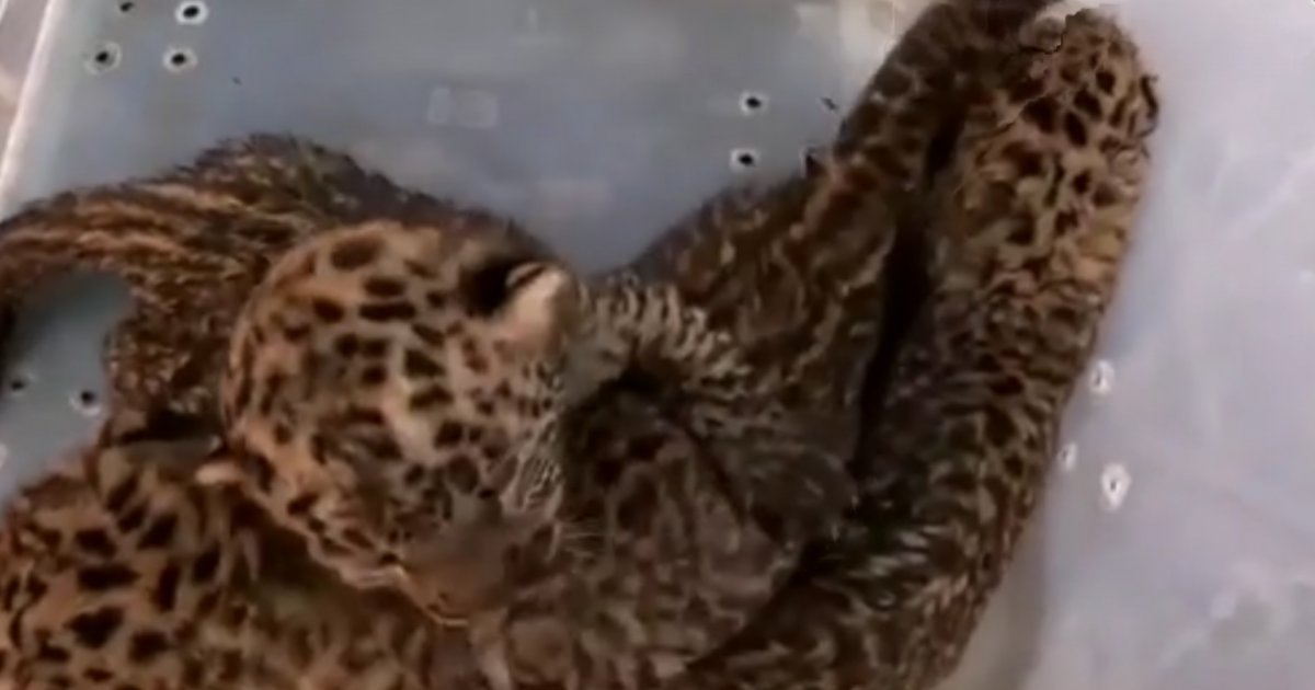 Seljaci su oterali majku i u polju našli 3 mala leoparda, ali priča ima ...