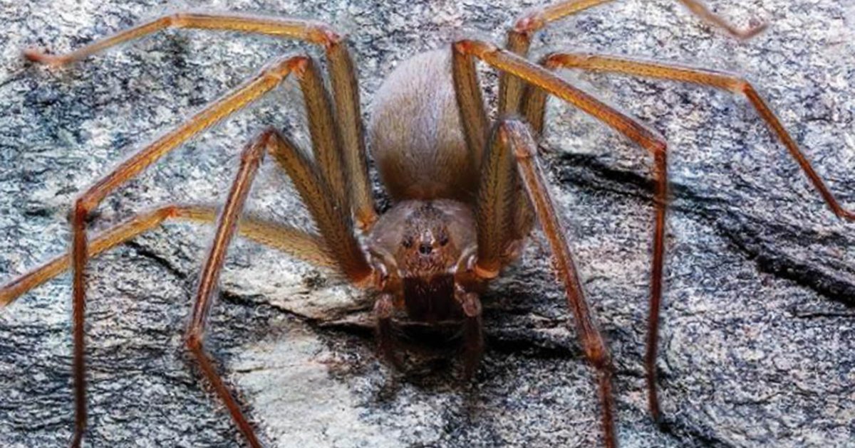 Pronađena nova vrsta pauka sa otrovom, koji jede meso - Telegraf.rs