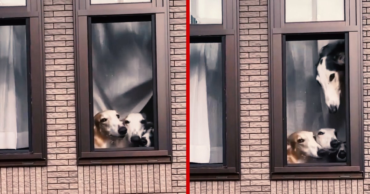 Hrtovi u uspešnoj akciji odmenjivanja komšija-saksija - Telegraf.rs