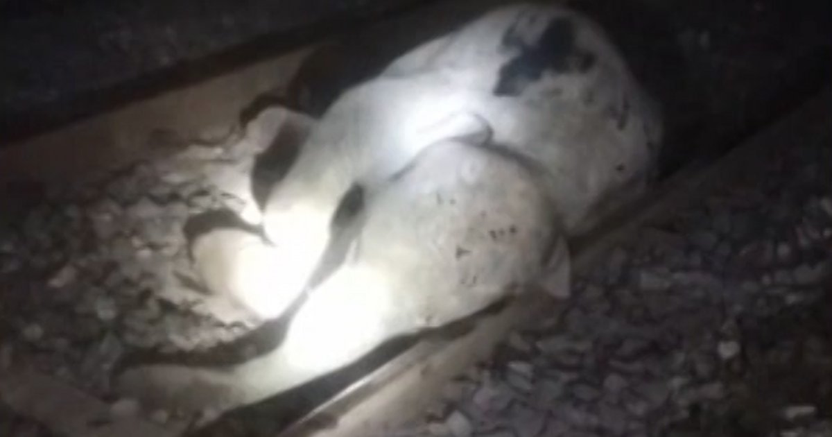 Da ti se srce slomi: Beba slon plače nakon udara voza - Telegraf.rs