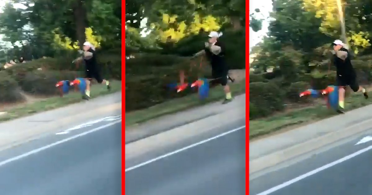 Ne, oči vas ne varaju, papagaji zaista džogiraju - Telegraf.rs