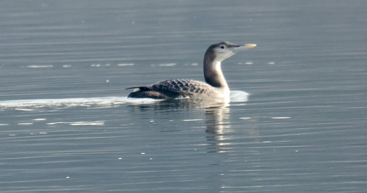 New bird found in Serbia: A wonderful creature that lives in far away ...