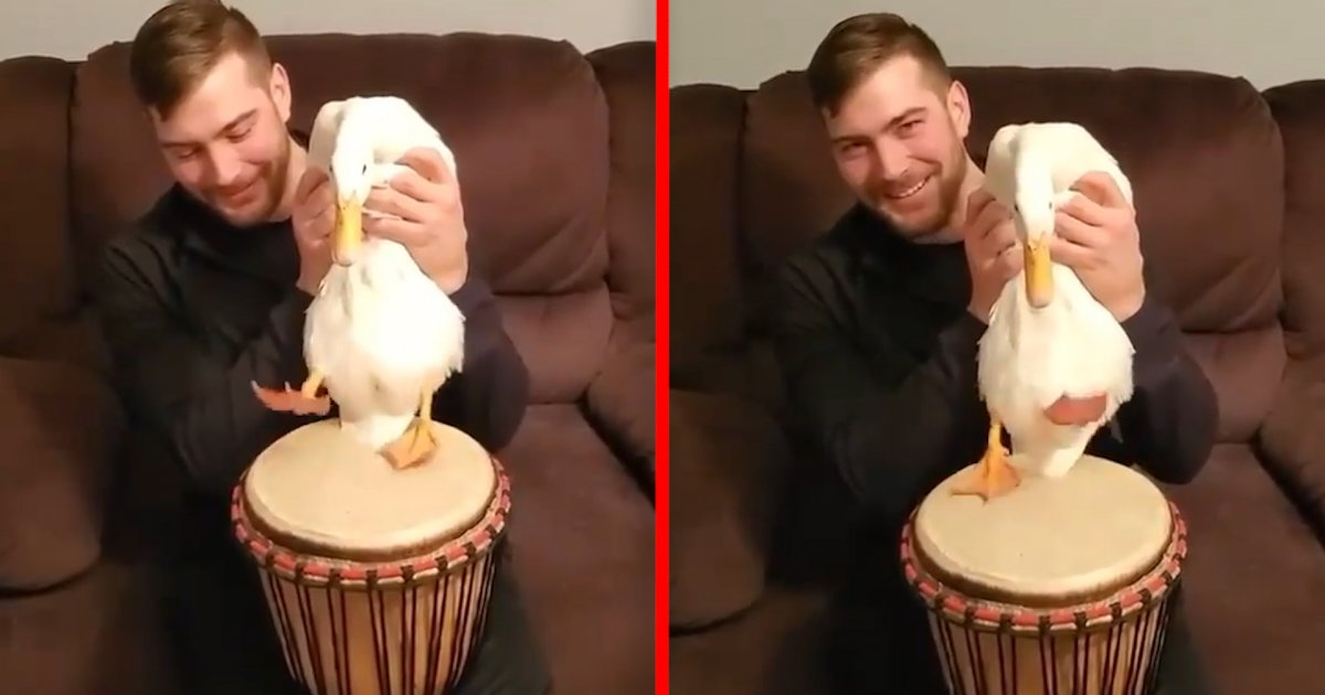 Patka svira tarabuku i pravi iznenađujuće skladnu buku - Telegraf.rs