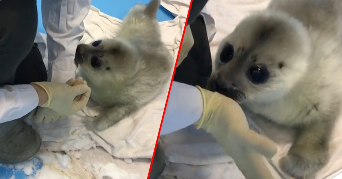 Izgladnela beba foka stara tri dana uspešno zbrinuta nakon što se ...