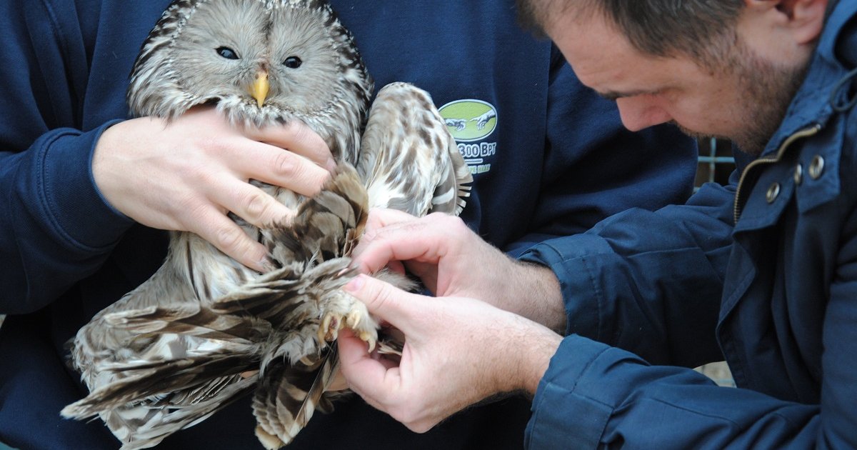 Ural owl was Belgrade zoo's resident: She was found stunned in Negotin ...