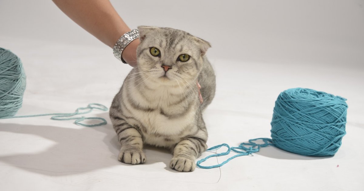 Premedena i majušna: Mančkin, neodoljiva rasa mačke kakvu niste videli ...