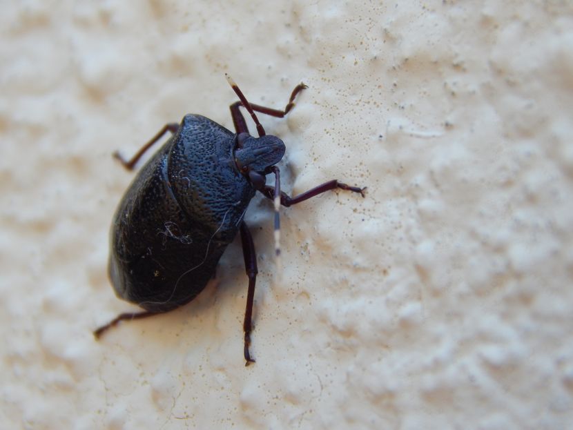 3 proverena načina da se zauvek rešite smrdibuba u kući - Telegraf.rs