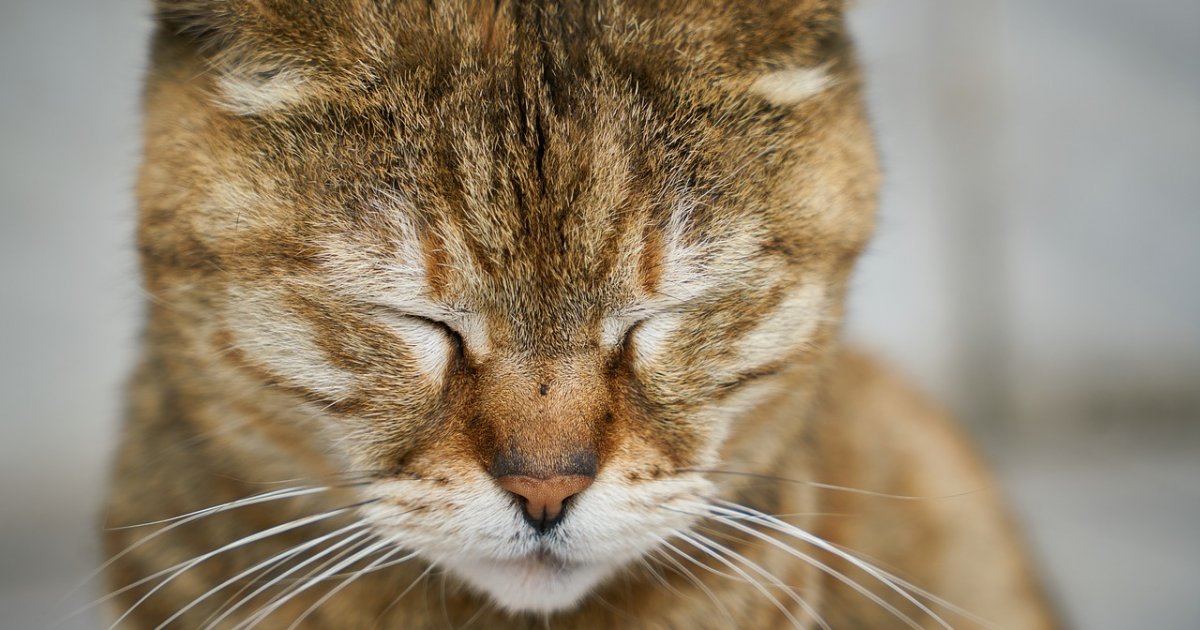 Mislite da vam je mačka tužna? Evo kako da prepoznate depresiju kod ...