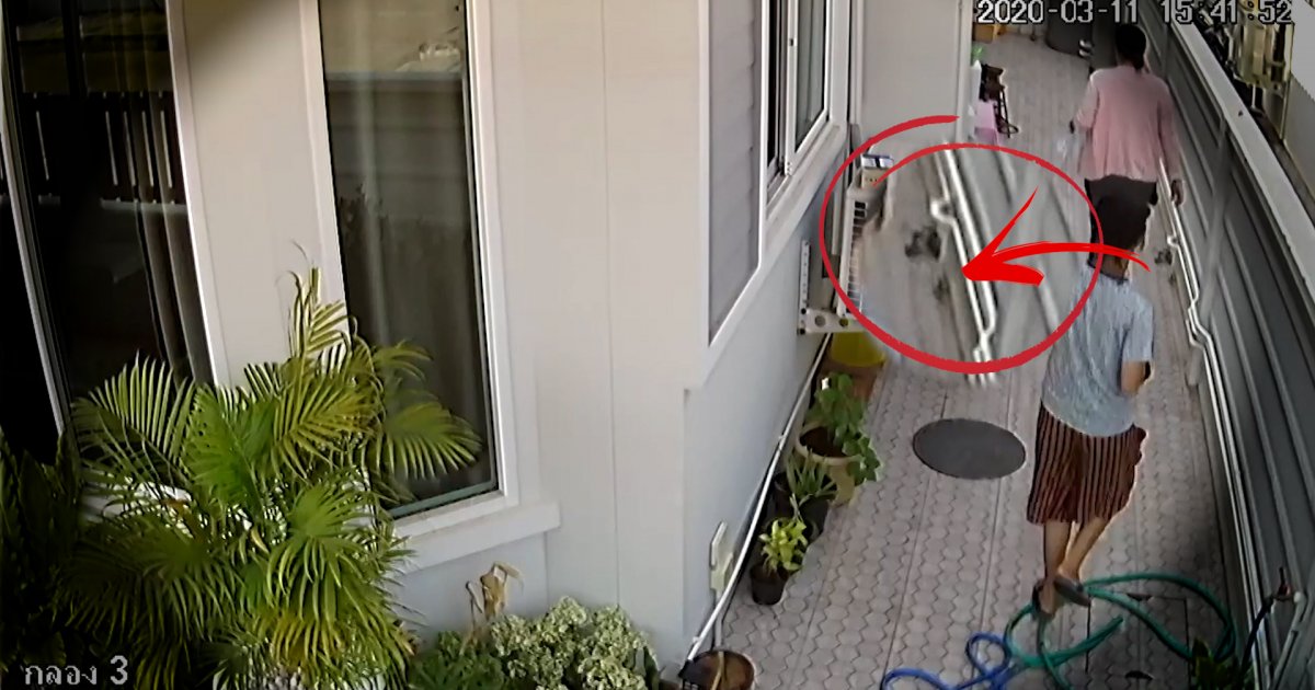 Ide zmija, ćapi zmija, a žena skoči! - Telegraf.rs