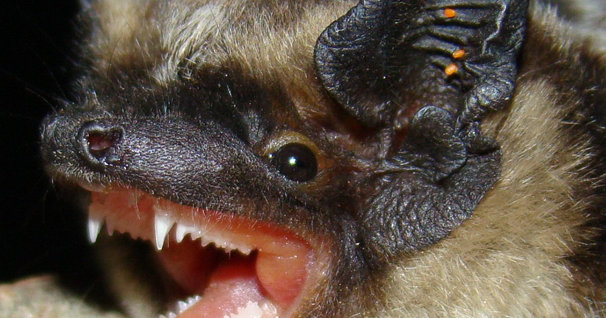 Misteriozna smrt stotina slepih miševa prestravila Indijce - Telegraf.rs