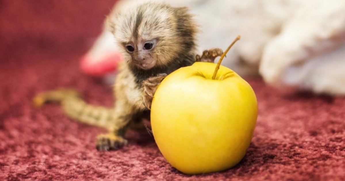 Majmun veličine šprica osvojio srca zaposlenih u ruskom zoološkom vrtu ...