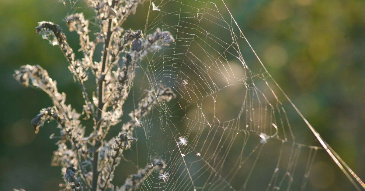 Sve što treba da znate o ujedu pauka i kako da ga lečite - Telegraf.rs