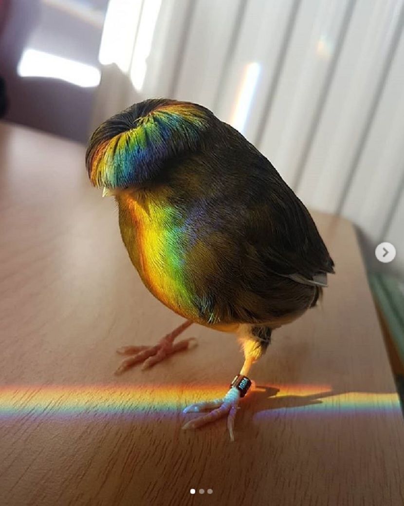 Najpoznatiji kanarinac na internetu: Raskošno perije i šiz friz su ...