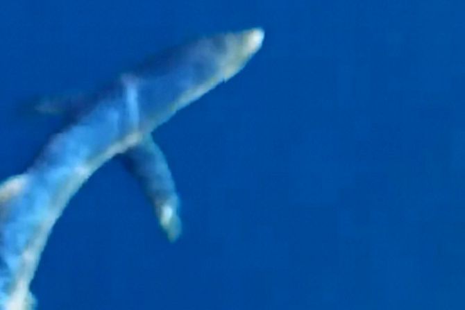 Plava ajkula od tri metra u Crnoj Gori: Ugledali su je ribari, plivala je oko njihove barke ...