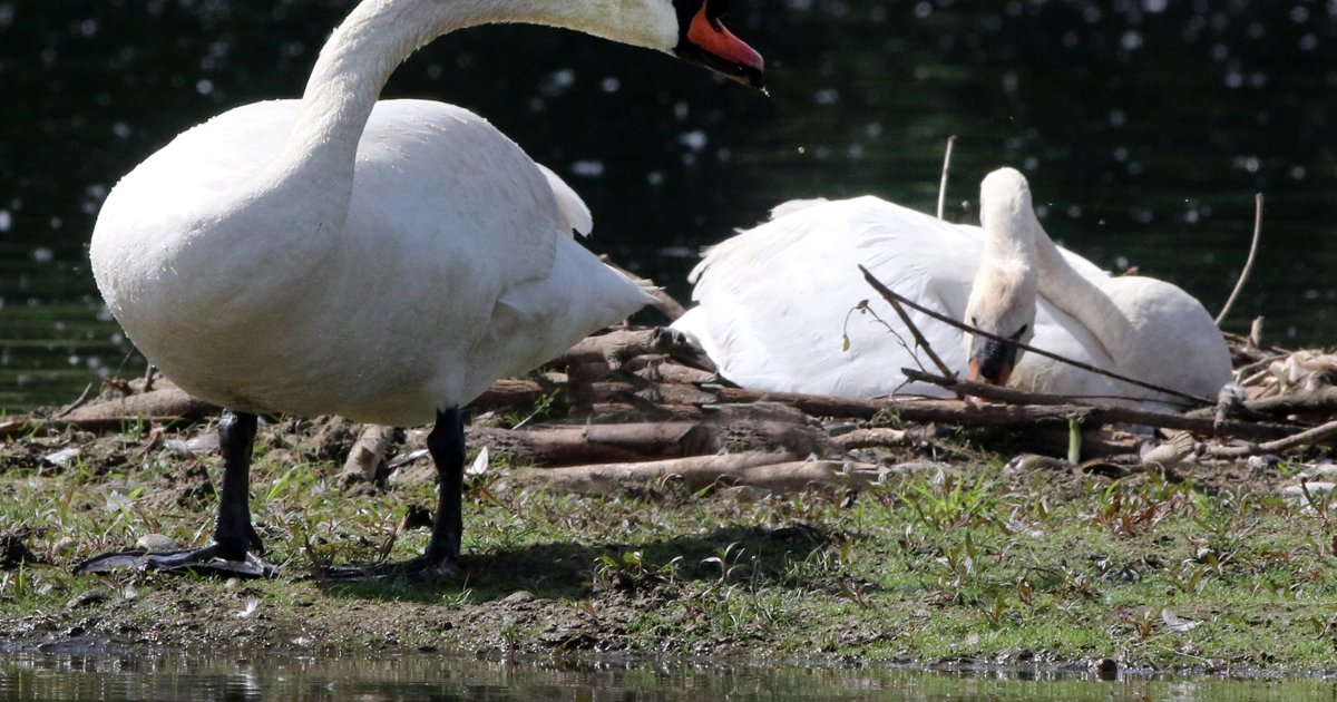 Potvrđena pojava ptičjeg gripa na istoku Slovenije: Labudovi i čaplje ...