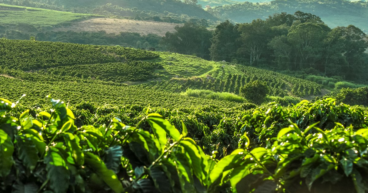 Naučnici otkrili praistorijsko poreklo kafe: Nastala pre 610.000 do ...