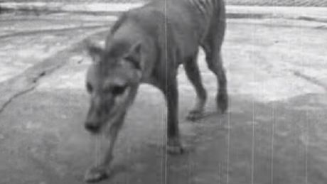 Telegraf.rs - Najnovije vesti