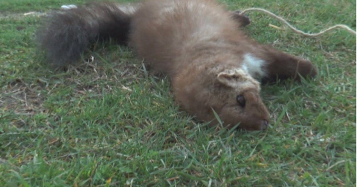 Lasica na krovu u Obrenovcu: Da li se zaglavila ili je pošla u "lov ...