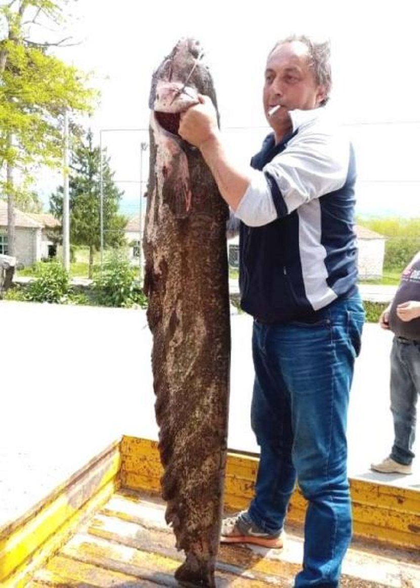 Musi ribolovcu se konačno ispunila želja: Ulovio soma kapitalca teškog ...