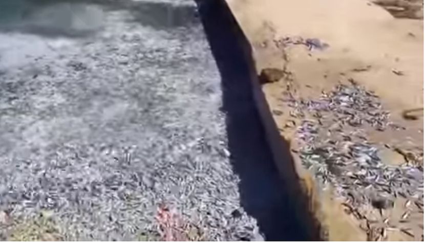 Jato riba izletelo na obalu u Hrvatskoj: Proširile se teorije, ali ...