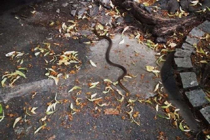 Zmije se razmigoljile Beogradom: Smuk ispod auta na Dorćolu. Može da ...