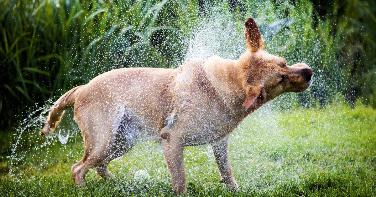 Rase pasa koje su najbolje prilagođene klimi u Srbiji - Ljubimci Telegraf