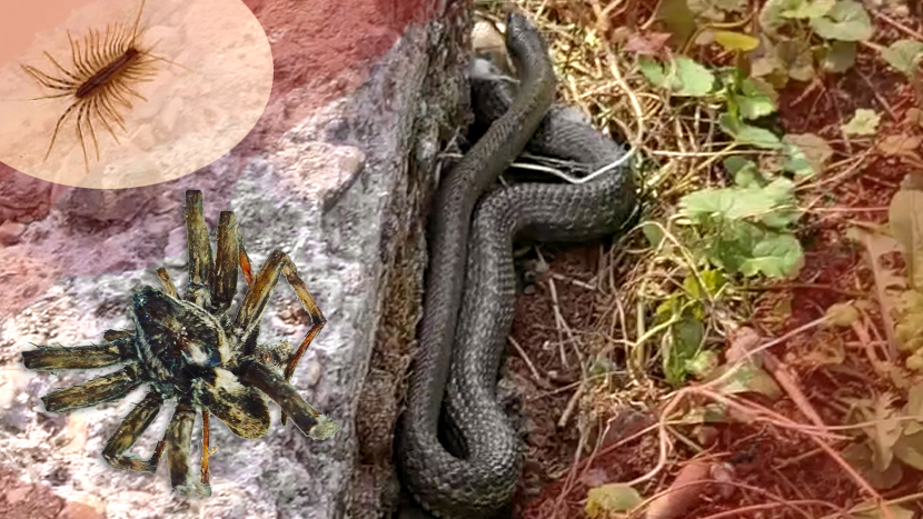 Beograđaninu se vikend u sopstvenom raju pretvorio u pakao: Otrovna ...
