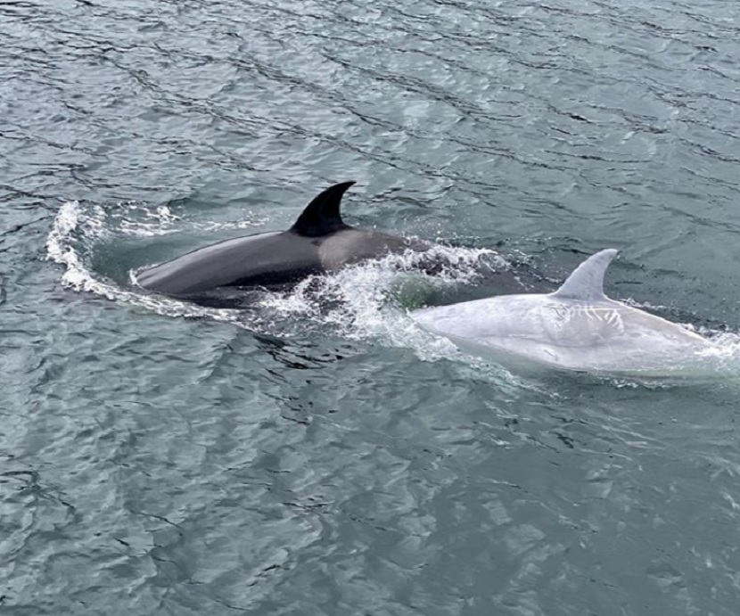 Beli kit ubica snimljen kod obala Aljaske: Veruje se da ih ima samo 5 ...
