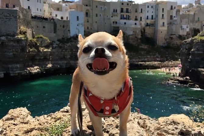 Najslađi bloger: Ova čivava putuje svetom, jede u luksuznim restoranima ...