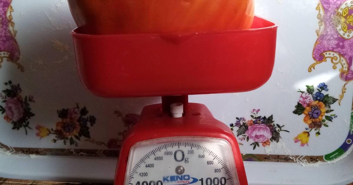 Jagodinka je otišla u svoju baštu i tamo zatekla džinovski paradajz: Da ...