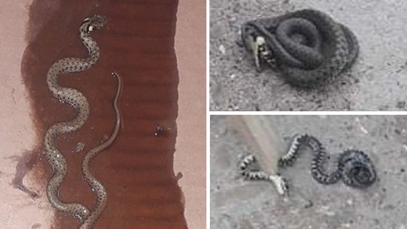 Porodica iz Ruskog Krstura našla leglo zmija u kući: "U sobama po 5, ne ...