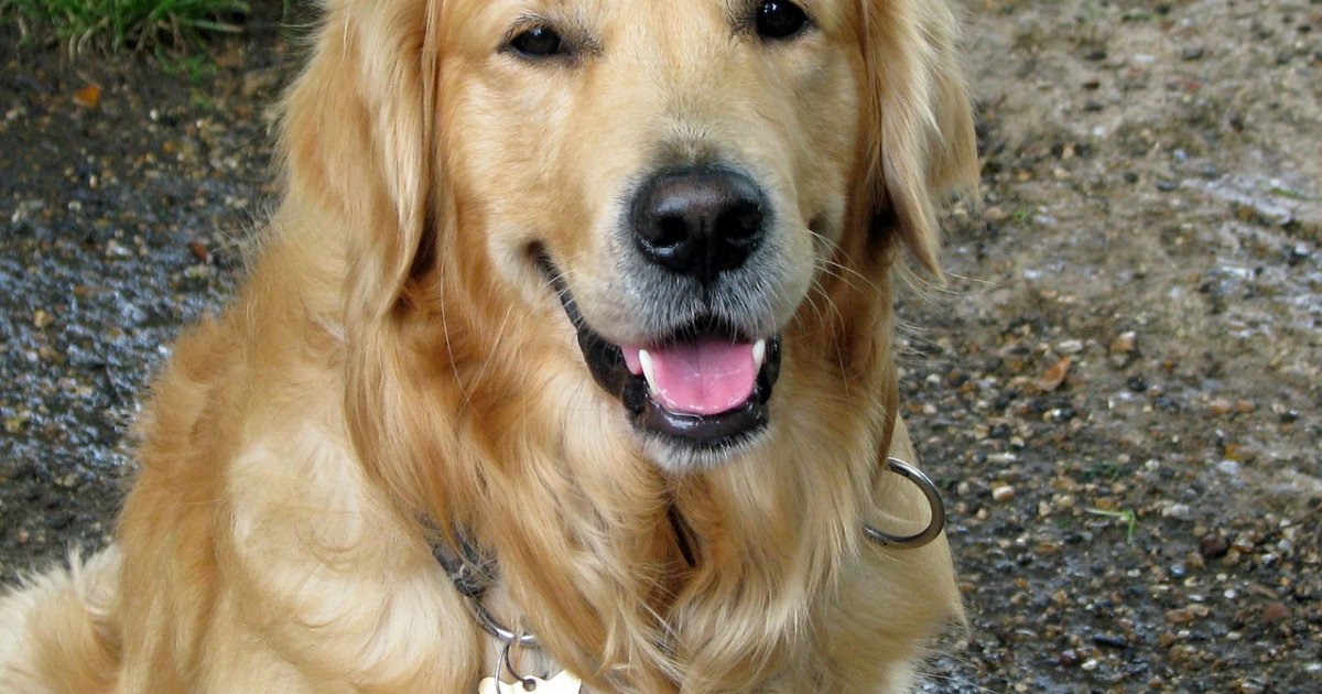 Ovo je lista 5 najpametnijih rasa pasa: Da li je i vaš ljubimac među ...