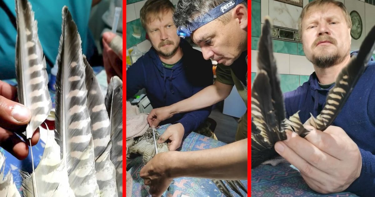 Iako je bio otet i ostao bez krila, uspeo je da se vrati u divljnu ...