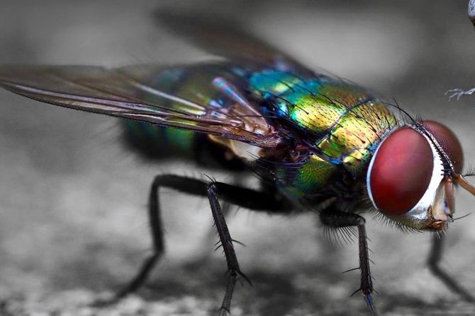 Stalno viđate muve? Ovi insekti nose tajnu i važnu poruku, evo šta ...