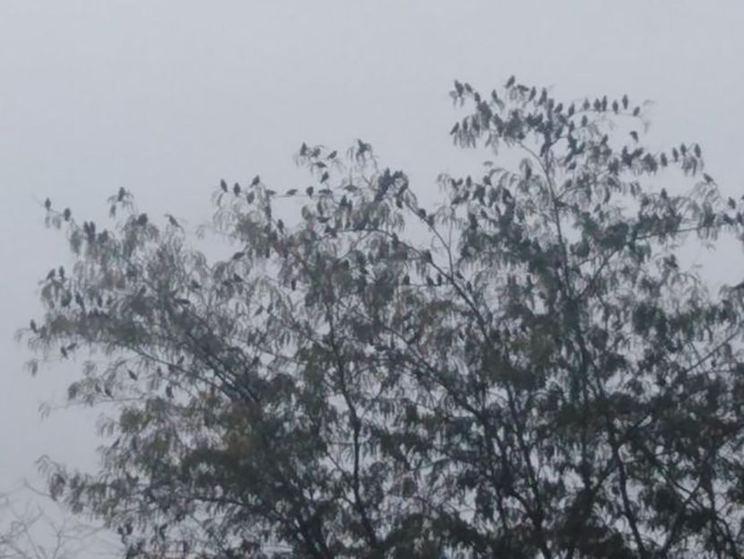 Nezapamćena invazija smrdibuba na selo na Fruškoj gori: Nije bilo leka ...