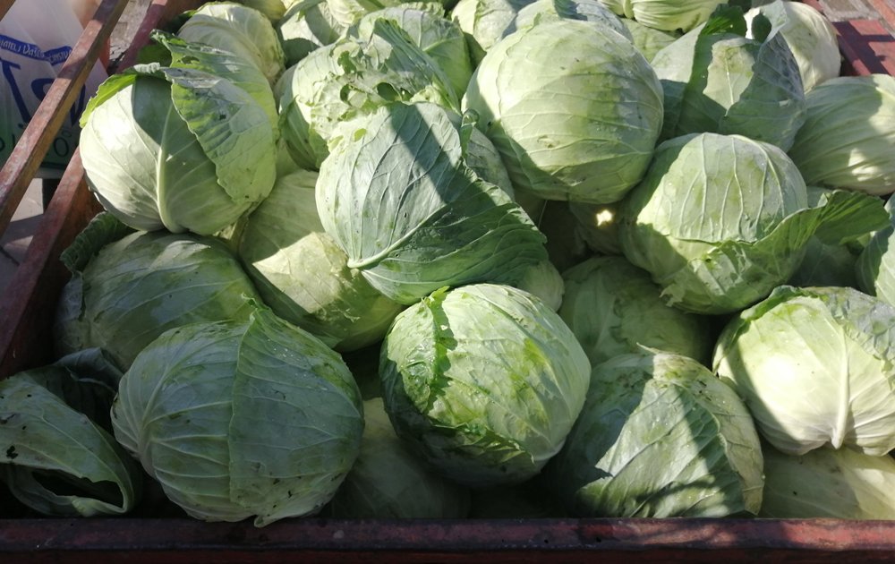 Cena kupusa - Telegraf Biznis